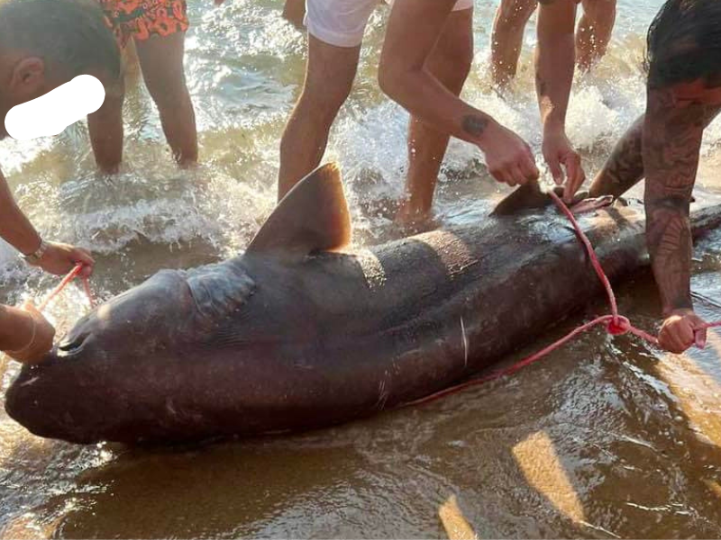 Castellabate. Paura sulla spiaggia di Lago: squalo trovato morto sulla riva